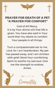 10 Uplifting Prayers for Death of a Pet – ConnectUS