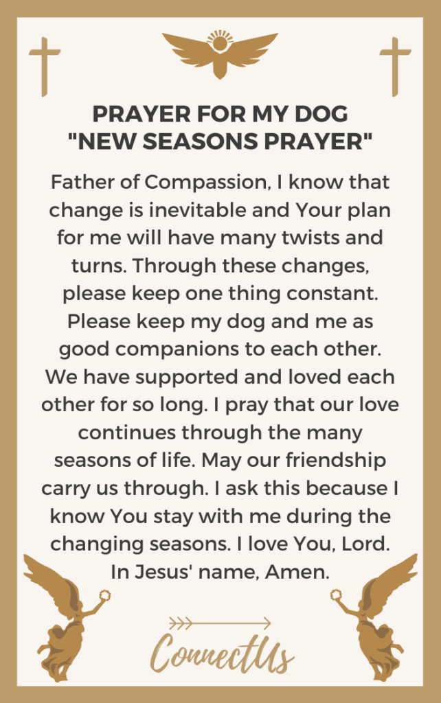 10 Powerful Prayers for My Dog – ConnectUS