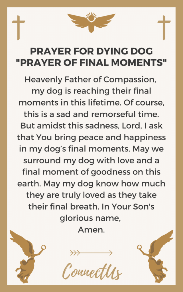 10 Powerful Prayers for Dying Dog – ConnectUS