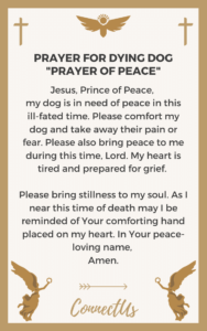 10 Powerful Prayers for Dying Dog – ConnectUS